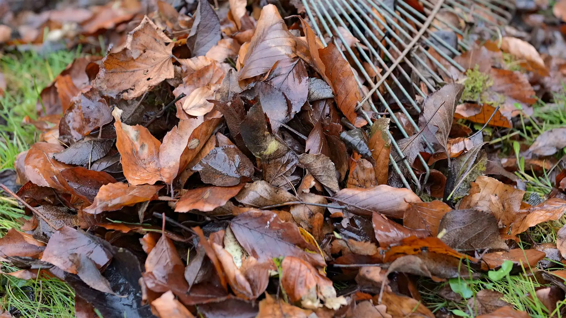 Spring Cleanup in Woodbridge